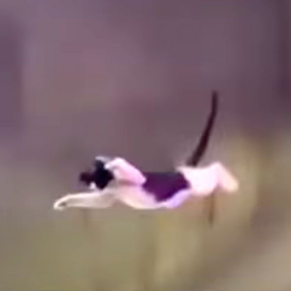 Firefighter Makes the Catch of a Lifetime, Saves Leaping Kitten on Camera