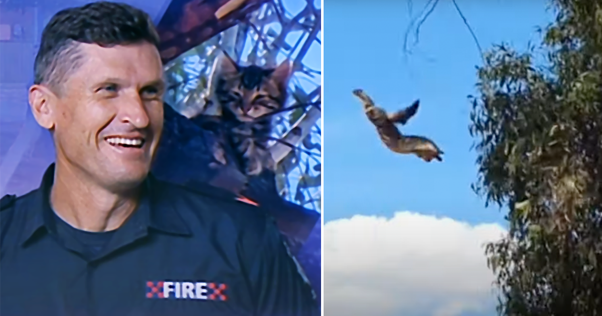 Firefighter Makes the Catch of a Lifetime, Saves Leaping Kitten on Camera