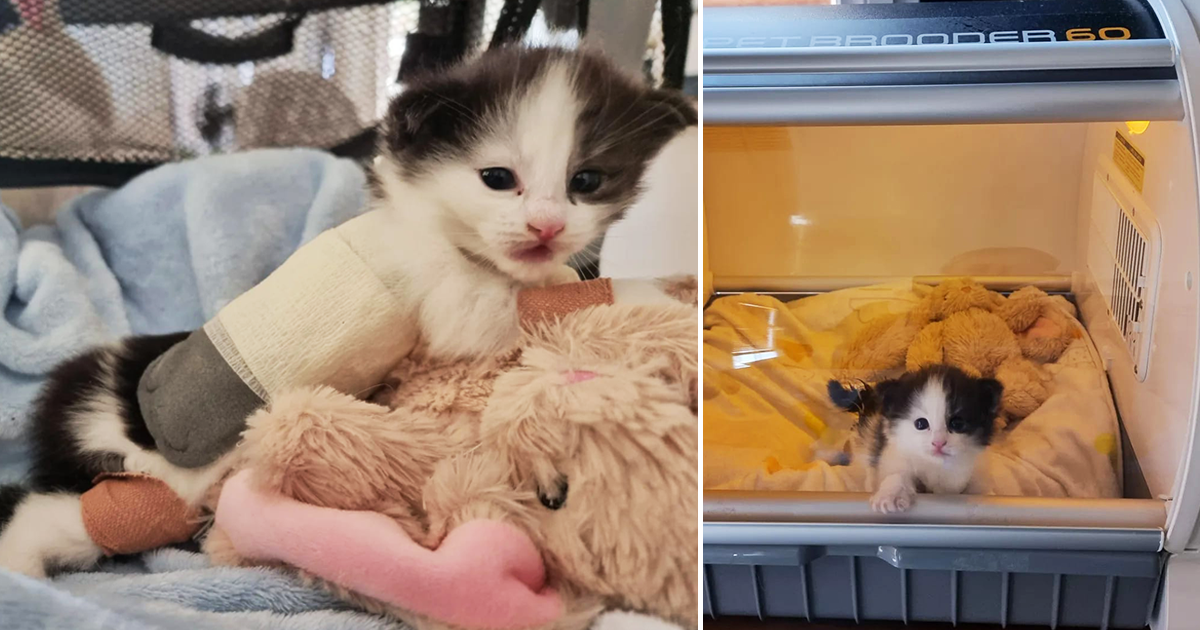 Rescuer Helps Hildy, Named for Battle Women, Overcome Collapsed Lung