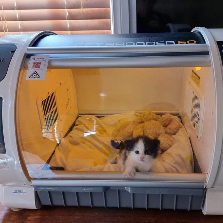 Rescuer Helps Hildy, Named for Battle Women, Overcome Collapsed Lung