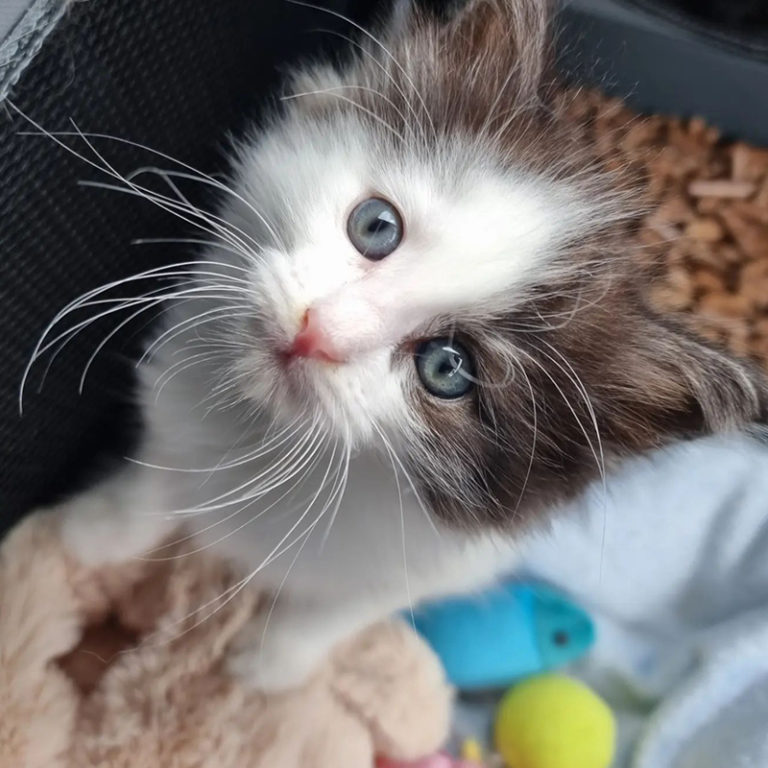 Rescuer Helps Hildy, Named for Battle Women, Overcome Collapsed Lung