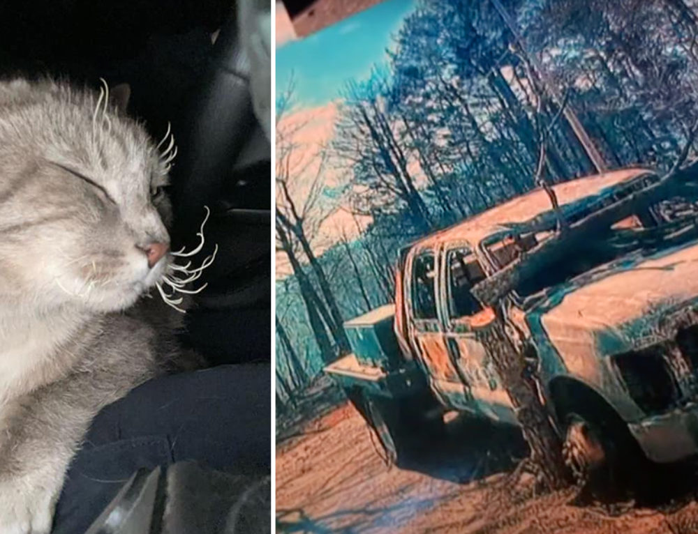 How To Mend Your Heart After The Death Of A Beloved Cat - Cole & Marmalade