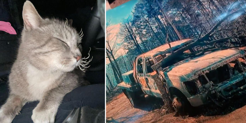 Jake the Cat Offers Hope After Surviving Fire with Singed Whiskers