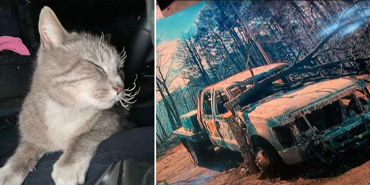 Jake the Cat Offers Hope After Surviving Fire with Singed Whiskers