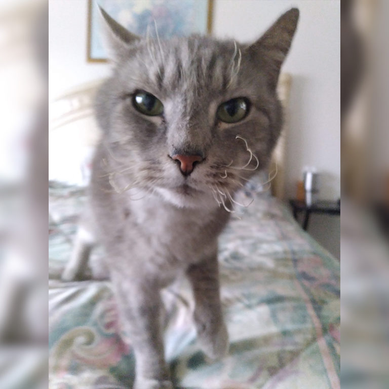Jake the Cat Offers Hope After Surviving Fire with Singed Whiskers