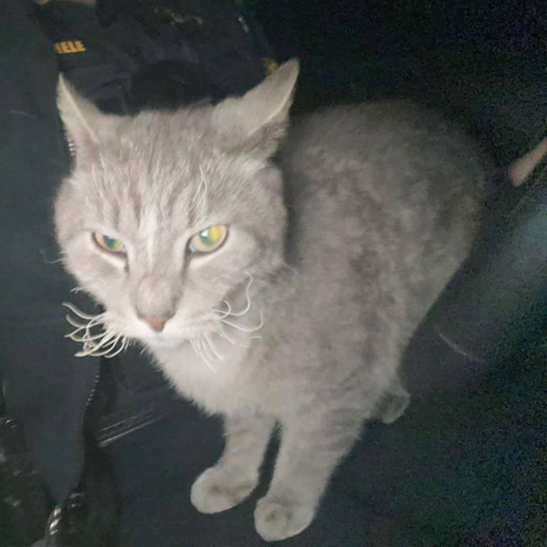 Jake the Cat Offers Hope After Surviving Fire with Singed Whiskers