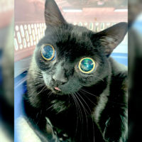 Jinx- Cat With the Biggest Eyes Became Mayor of Hell, MI for a Day