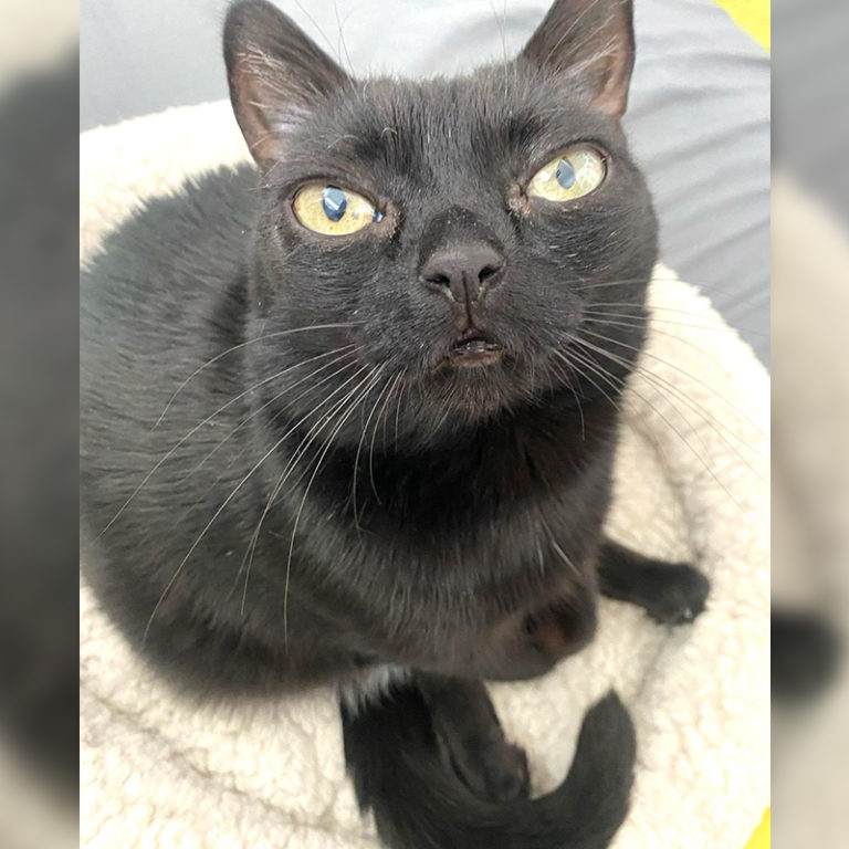 Jinx- Cat With the Biggest Eyes Became Mayor of Hell, MI for a Day