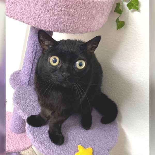 Jinx- Cat With the Biggest Eyes Became Mayor of Hell, MI for a Day