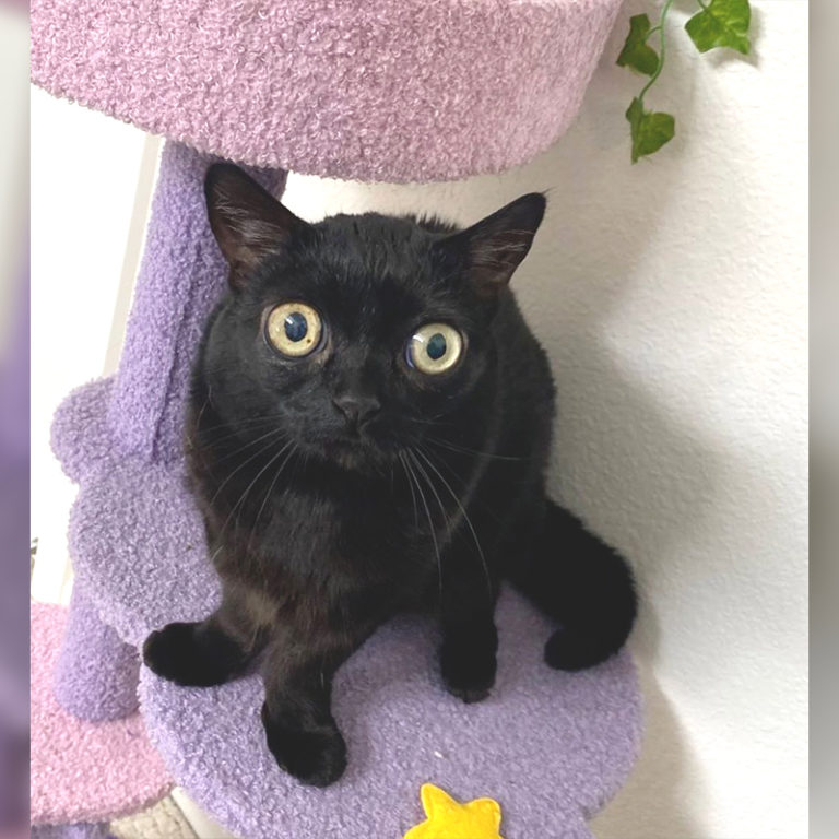 Jinx- Cat With the Biggest Eyes Became Mayor of Hell, MI for a Day