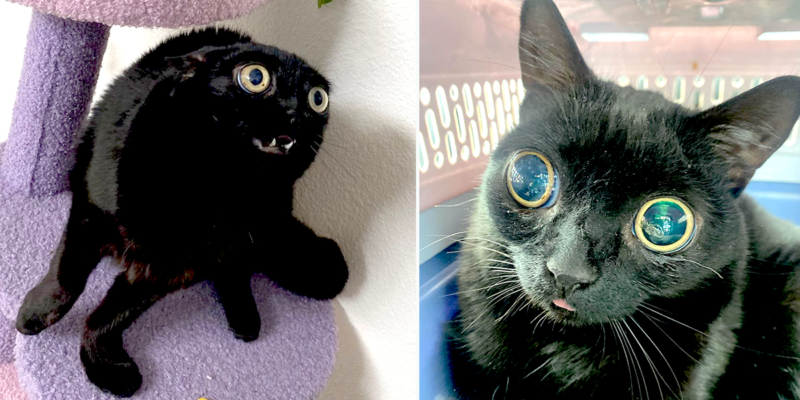 Jinx- Cat With the Biggest Eyes Became Mayor of Hell, MI for a Day