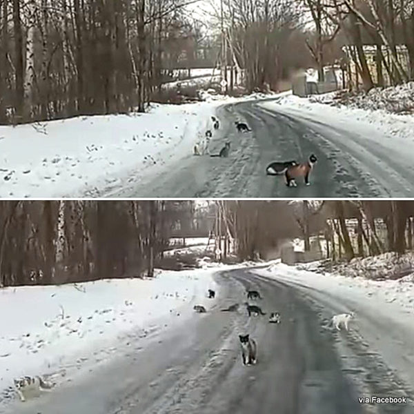 Dad Finds Roadblock 'Made of Cats' on Icy Road and Helps Save Them