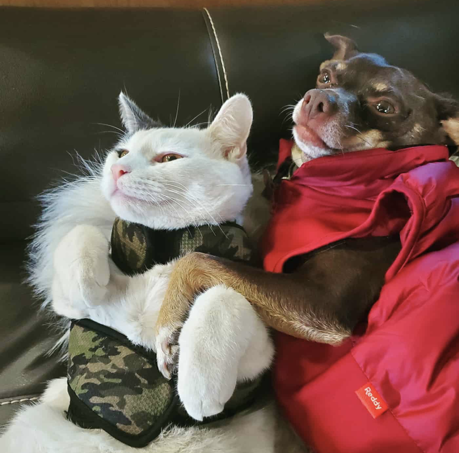 Cute Cat Louie And Nachos the Dog - Fast And Furry-ous Driving Tiny Car