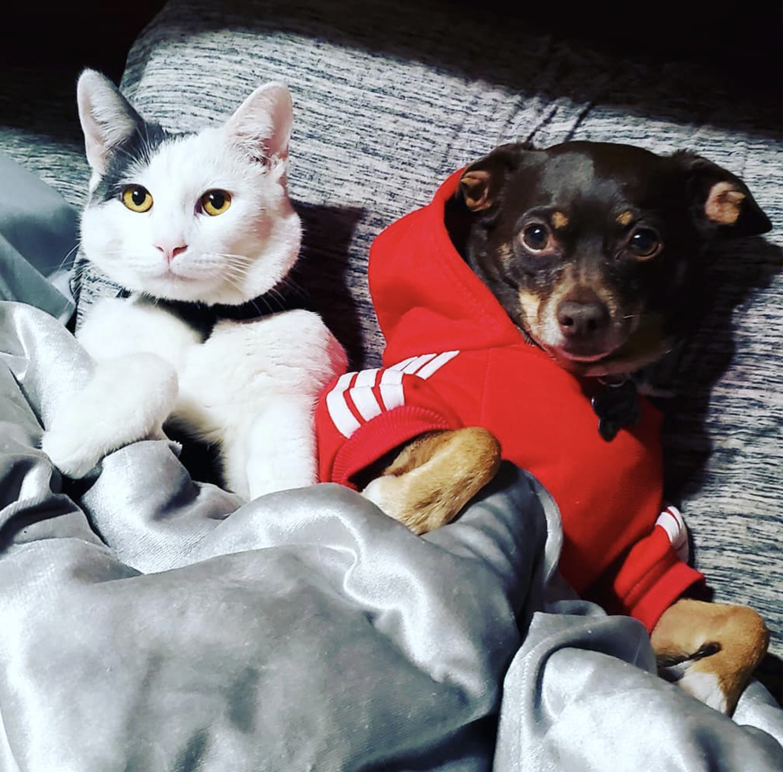 Cute Cat Louie And Nachos the Dog - Fast And Furry-ous Driving Tiny Car