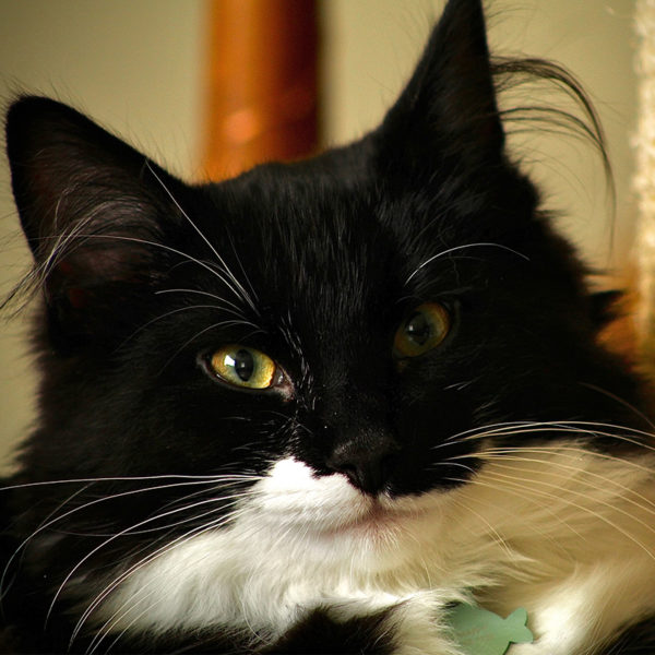 Pickles McButterpants The Muffin Slayer Wins Wacky Cat Name Contest