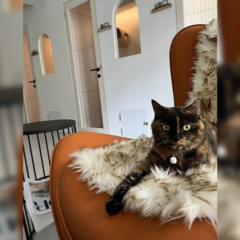 Luxury Boutique Cat Hotel Reimagines Pet Boarding for Cats and People