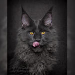 Lifelong Cat Lover Nicolas Cage Says Merlin the Cat is 'Best Friend'