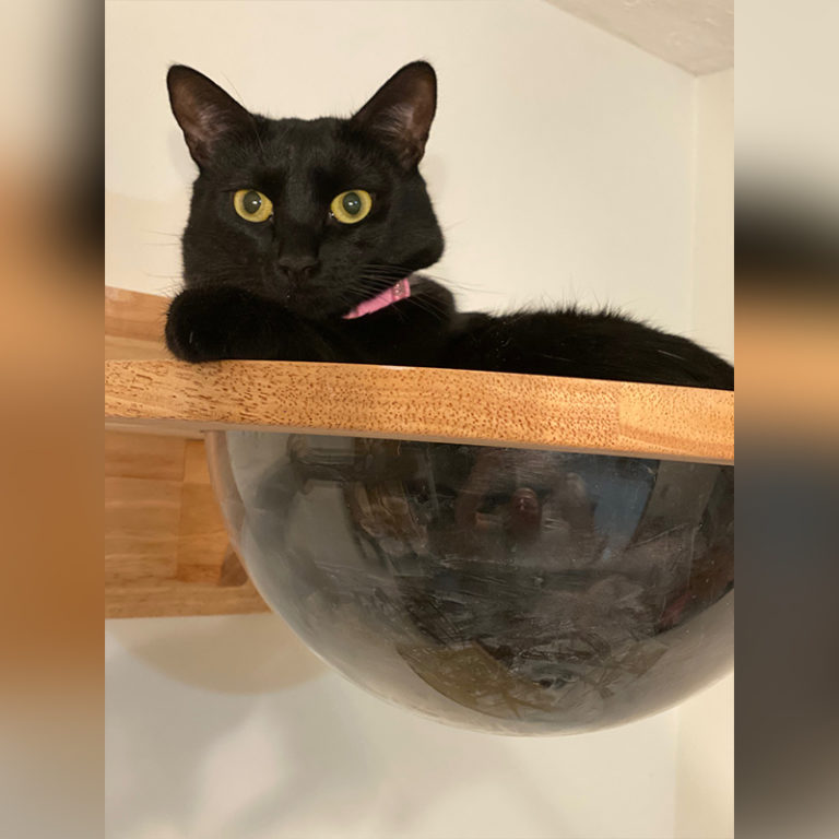 Pickles McButterpants The Muffin Slayer Wins Wacky Cat Name Contest