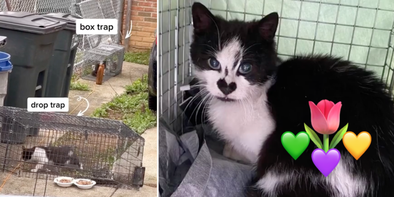 Rescuer Heidi Shows How it's Done, Catching 'Spring' and 'Bud'