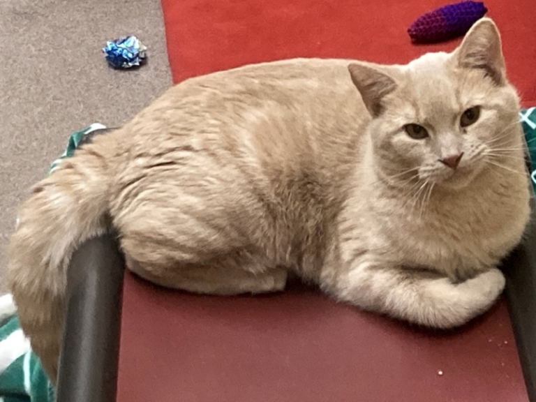 Dad Finds Roadblock 'Made of Cats' on Icy Road and Helps Save Them