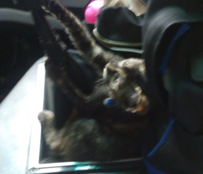 Kitten Saved by Mini-Bus Driver Becomes His Official Bus Buddy