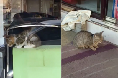 Mama Cries for Kitten Stuck Inside Store, Then Good Samaritan Arrives