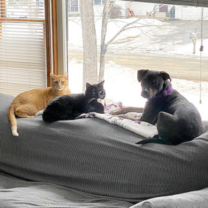 Pickles McButterpants The Muffin Slayer Wins Wacky Cat Name Contest