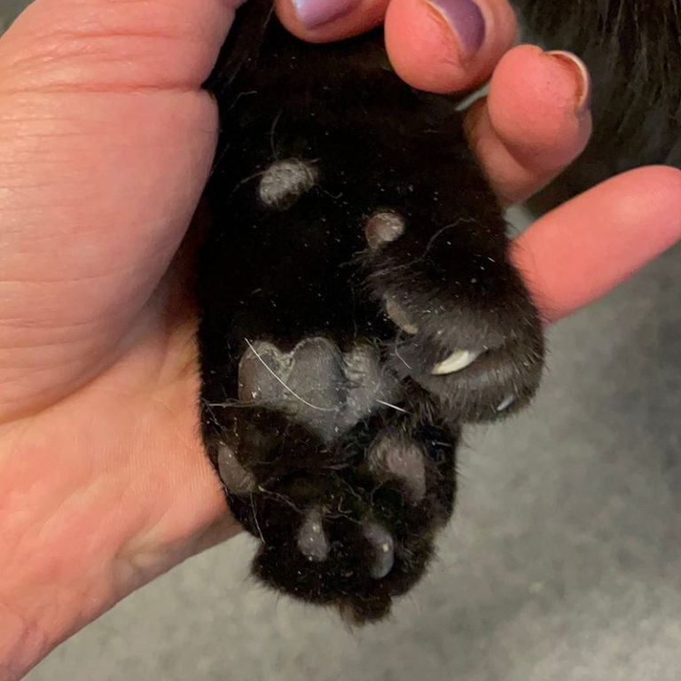 Cute Polydactyl Kitty Jinx Has Toes That Look Like Another Paw