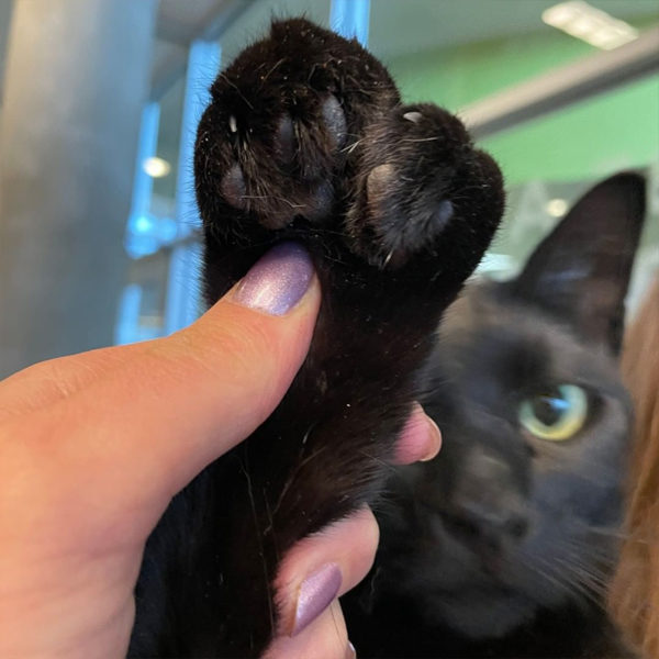 Cute Polydactyl Kitty Jinx Has Toes That Look Like Another Paw