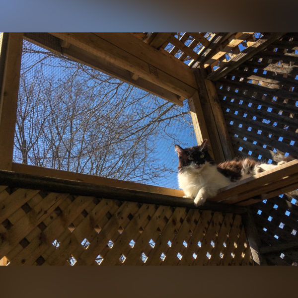 Heroes Come to Rescue After Woman Finds Cat on Window Ledge