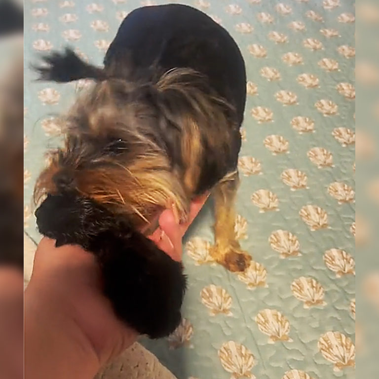 TikTok Users Convinced a Yorkie Gave Birth to a Kitten