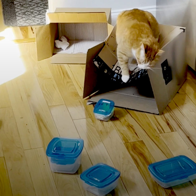 Oliver the 'Container Cat' Loves Being in and Carrying Around Containers