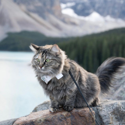 Vets Create Funny Tail Bandages to Help Their Floofy Cat Fern's Tail Heal