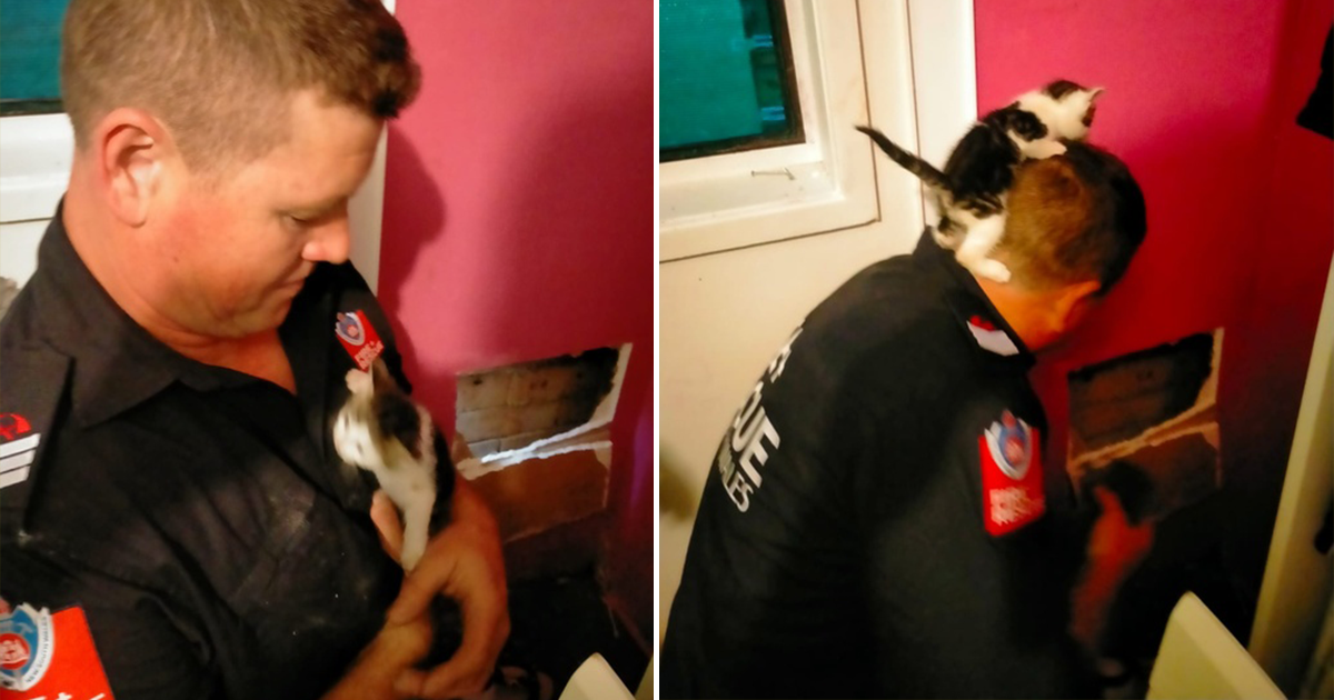 Australian Fire and Rescue Saves Six Trapped Kittens and Mama Cat