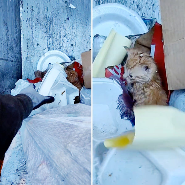 Trash Collector Shares TikTok as He Saves Kittens Found in Truck