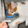 Model Shares the Moment She Found Terrified Kitten 'Mango' in Her Yard