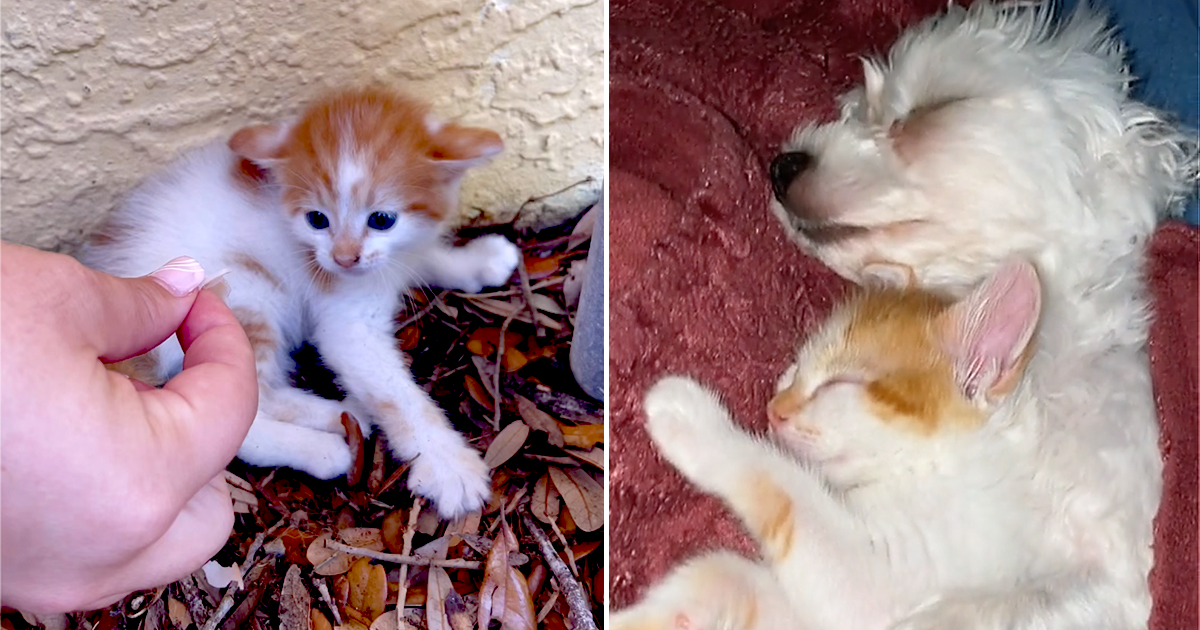 Model Shares the Moment She Found Terrified Kitten 'Mango' in Her Yard