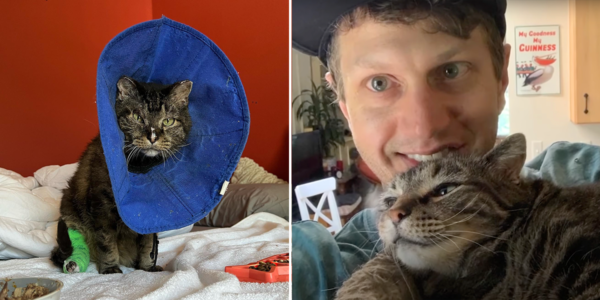 Merlin the Magical Cat Who Survived the Marshall Fire – Look at Him Now