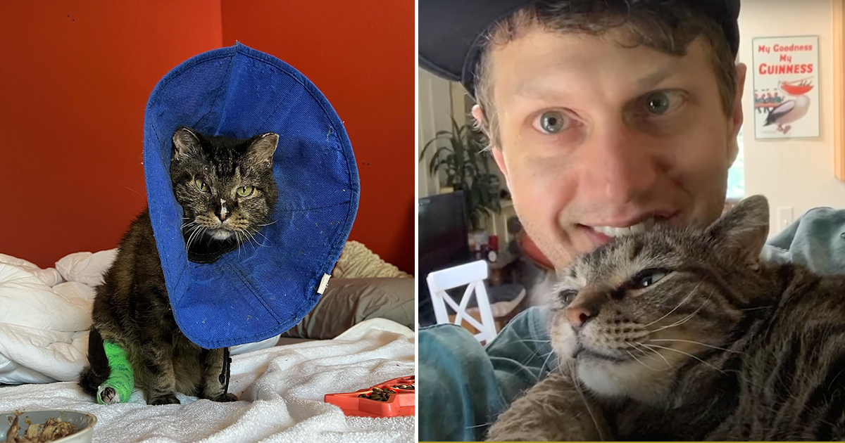 Merlin the Magical Cat Who Survived the Marshall Fire – Look at Him Now