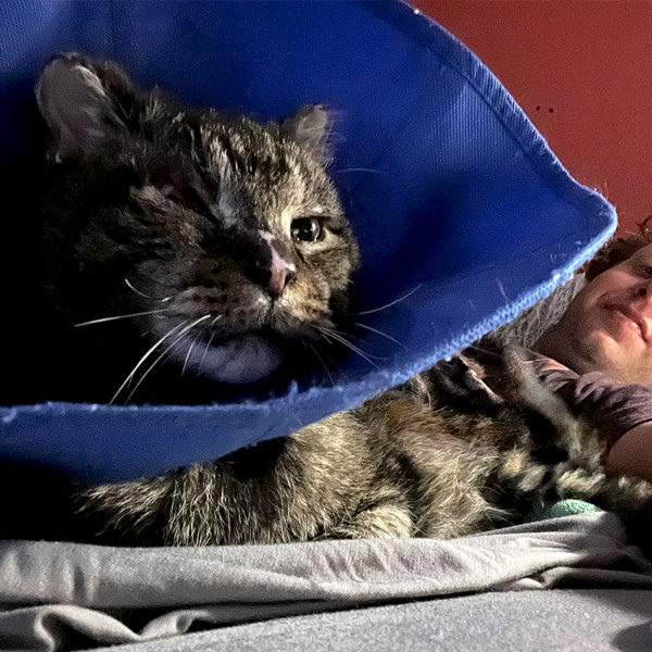 Merlin the Magical Cat Who Survived the Marshall Fire – Look at Him Now