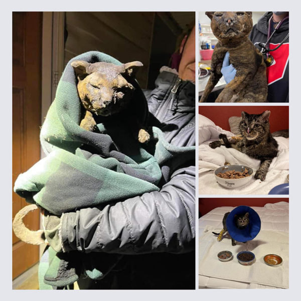 Merlin the Magical Cat Who Survived the Marshall Fire – Look at Him Now