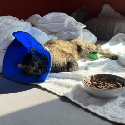 Merlin the Magical Cat Who Survived the Marshall Fire – Look at Him Now
