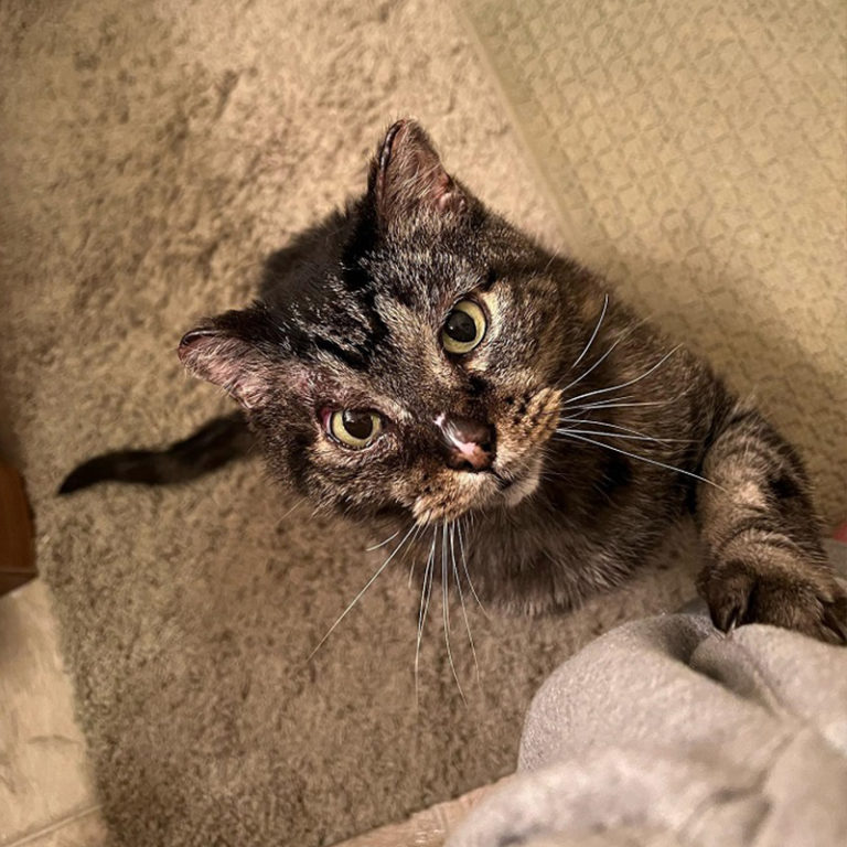 Merlin the Magical Cat Who Survived the Marshall Fire – Look at Him Now