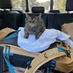 Merlin the Magical Cat Who Survived the Marshall Fire – Look at Him Now