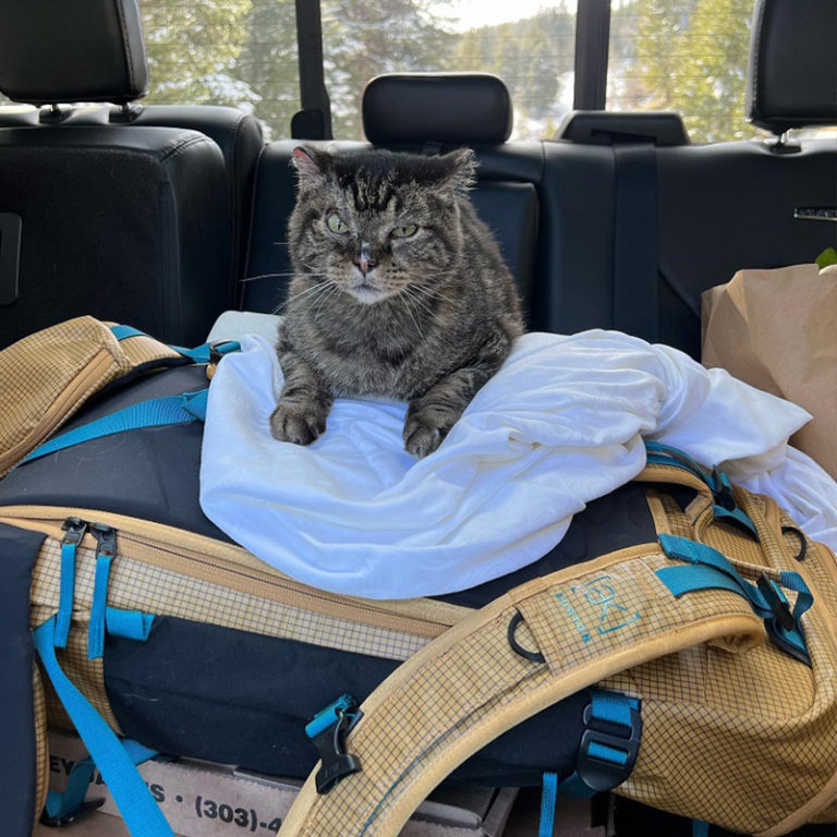 Merlin the Magical Cat Who Survived the Marshall Fire – Look at Him Now