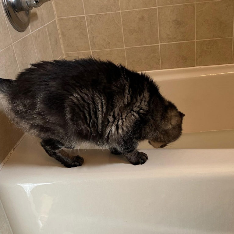 Merlin the Magical Cat Who Survived the Marshall Fire – Look at Him Now