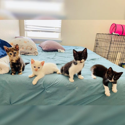 Adorable Rescued Kitten Sulley Performs Cute 'Trick' for Foster Momma