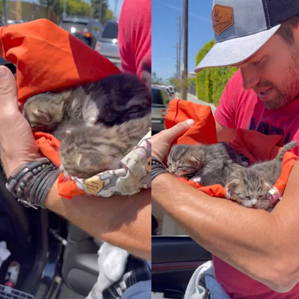 Nathan The Cat Lady Works Out Way to Rescue Kittens Near Gym