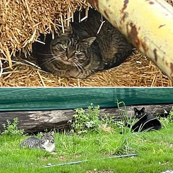Cat Colony Gets Adorable 'Kitty Land' at Converted Historic Factory