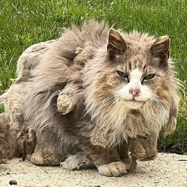 Beth Stern Shares Story of Raggedy Andy, Before and After Epic Shave